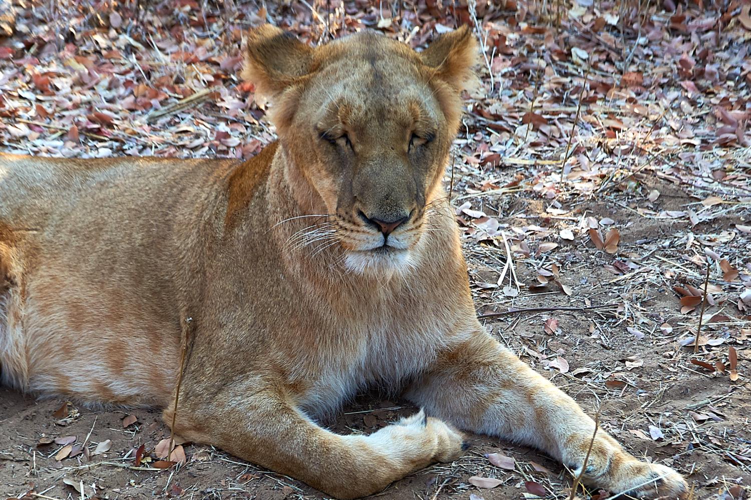 Lev pustinný | Travel Photography
