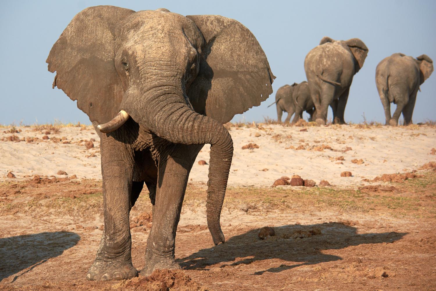 Slon africký | Travel Photography