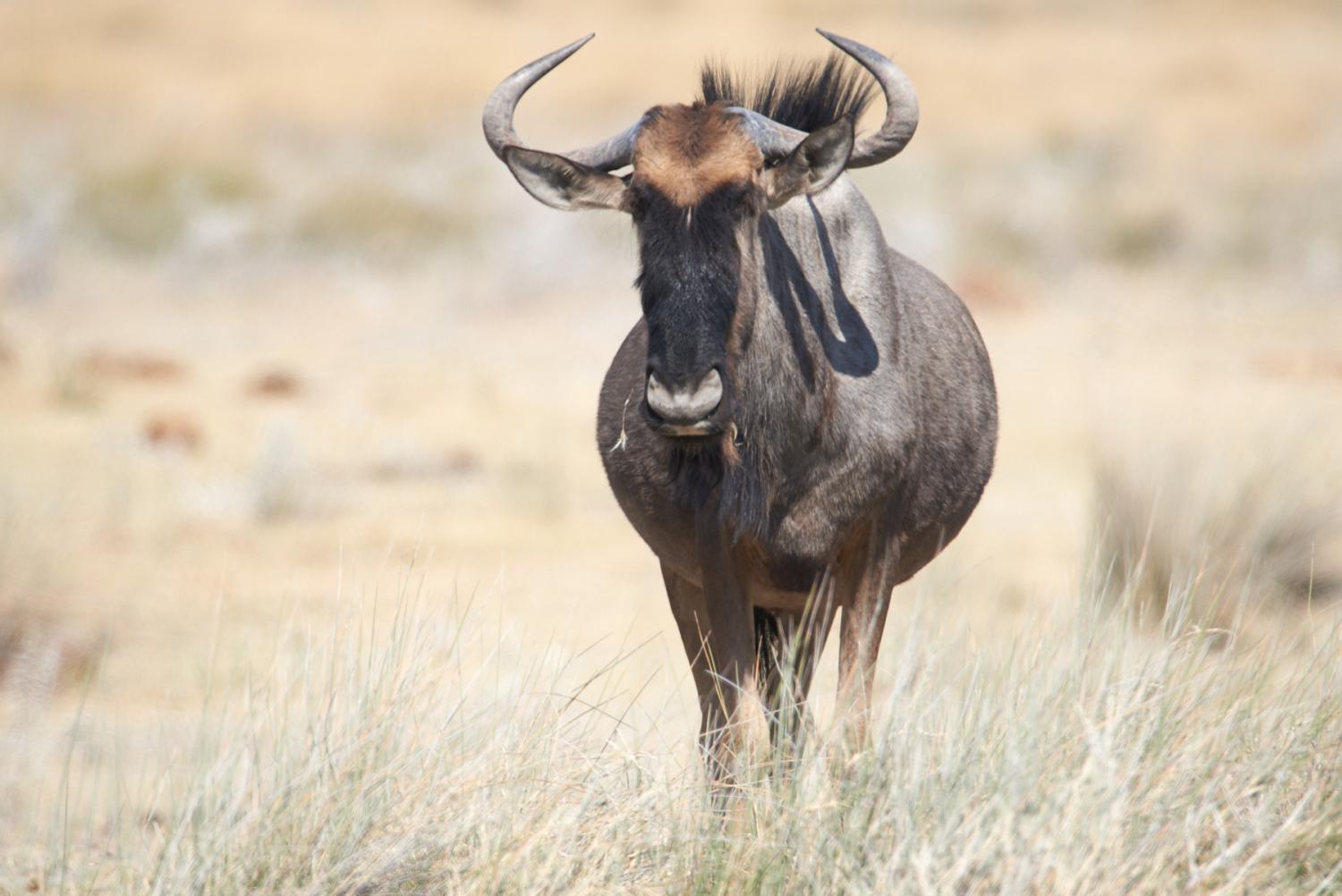 Black Wildebeest | Travel Photography
