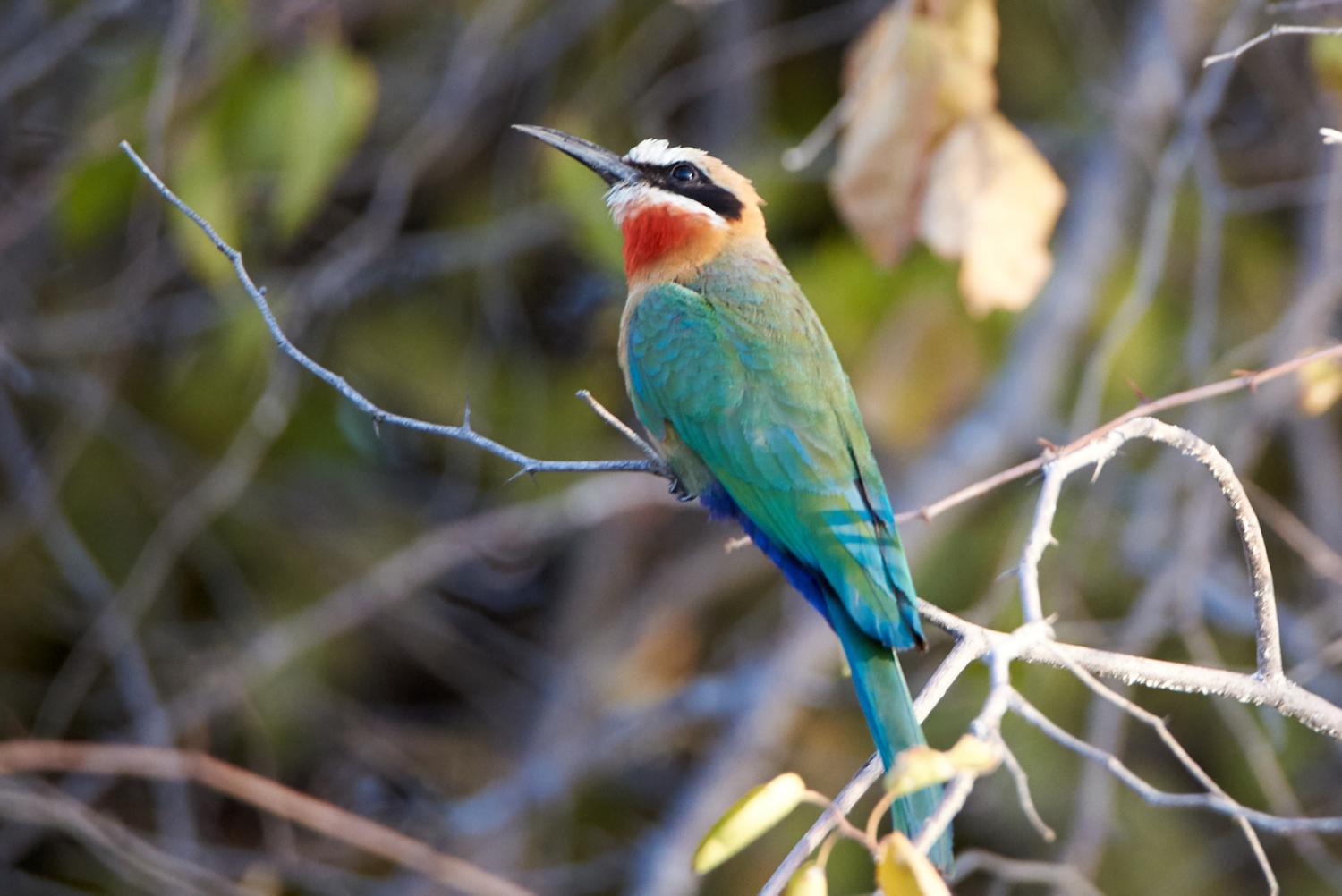 Bee-Eater | Travel Photography