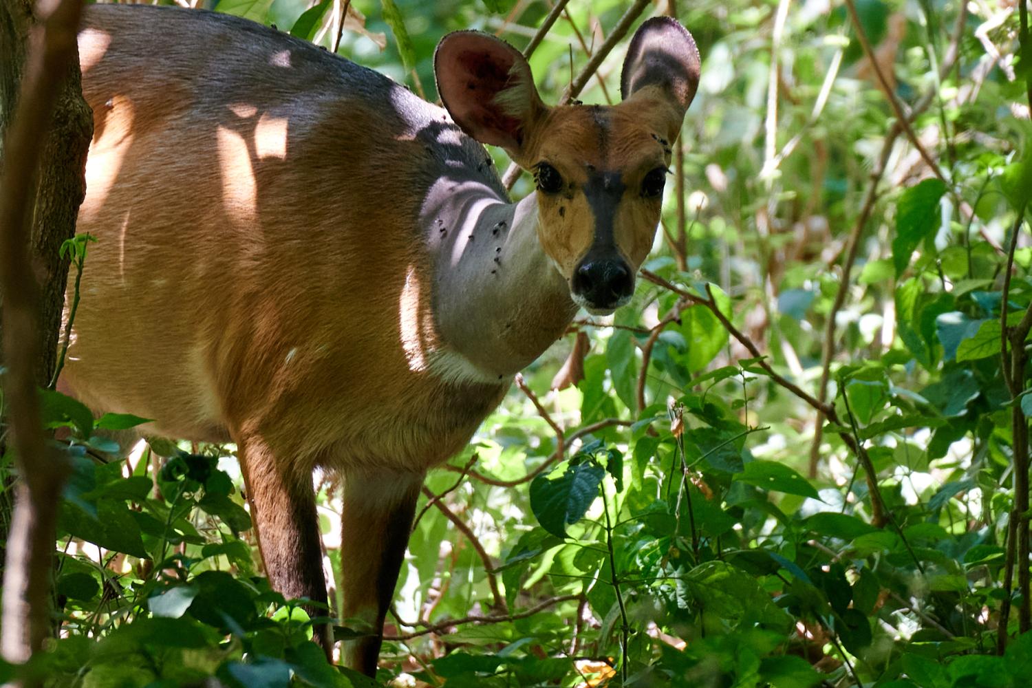 Bushbuck | Travel Photography